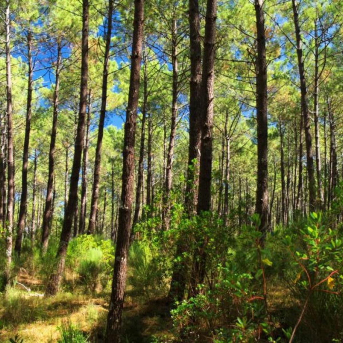 La forêt landaise, ses lacs, rivières et courants | Côte Landes Nature ...