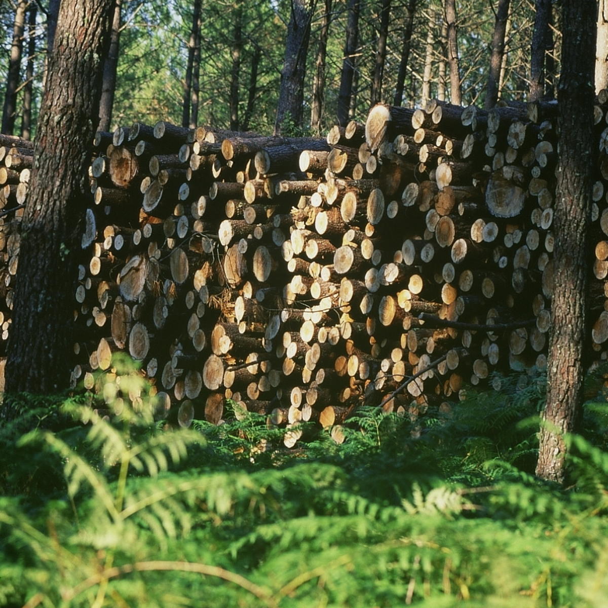 La Forêt landaise | Côte Landes Nature Tourisme