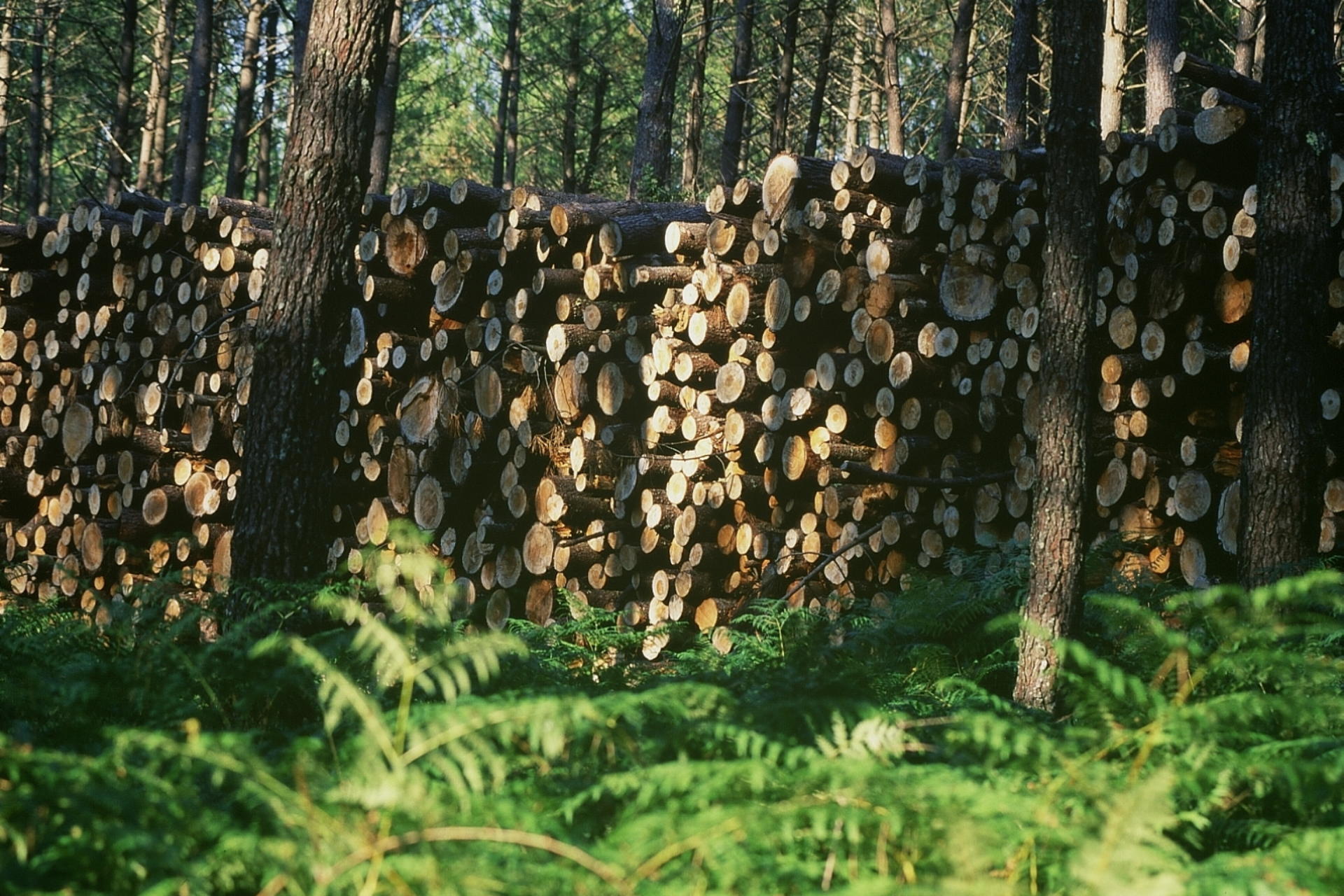 La Forêt landaise | Côte Landes Nature Tourisme