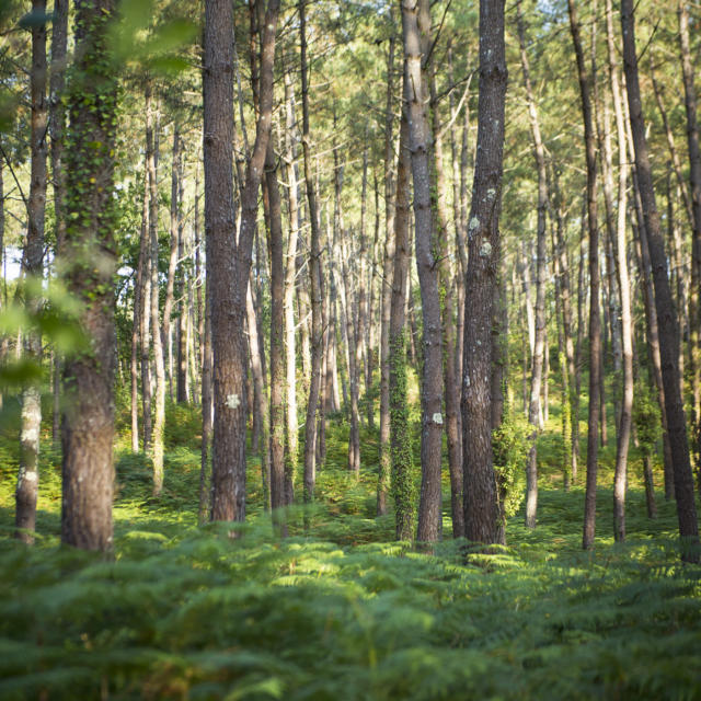 La Forêt landaise | Côte Landes Nature Tourisme