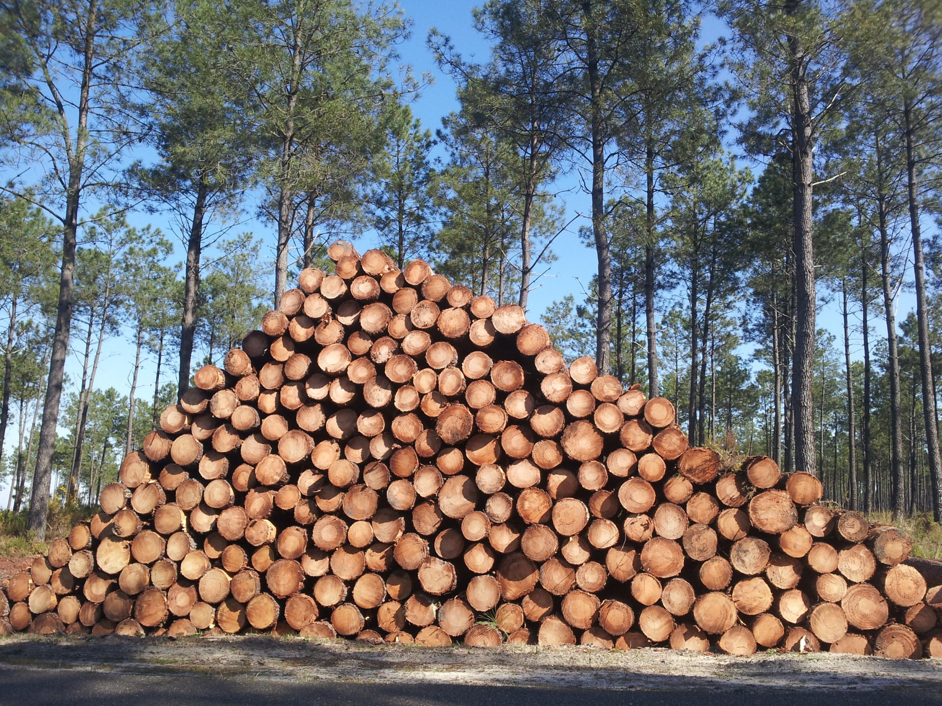La Forêt landaise | Côte Landes Nature Tourisme