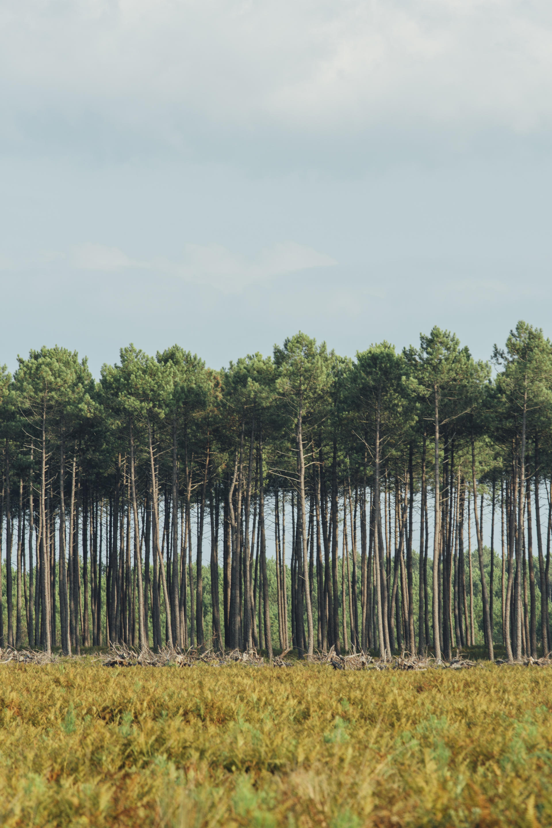 La Forêt landaise | Côte Landes Nature Tourisme