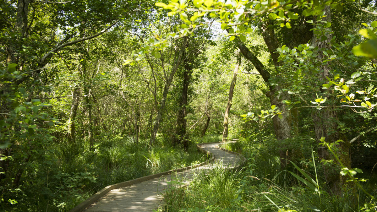 Que faire à Léon | Côte Landes Nature Tourisme